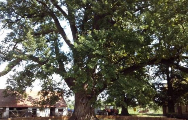 Кумане: Храст лужњак од 300 лета као споменик природе | Dnevnik