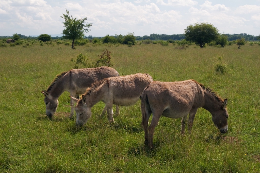 Банатски магарац биће нова раса | Dnevnik