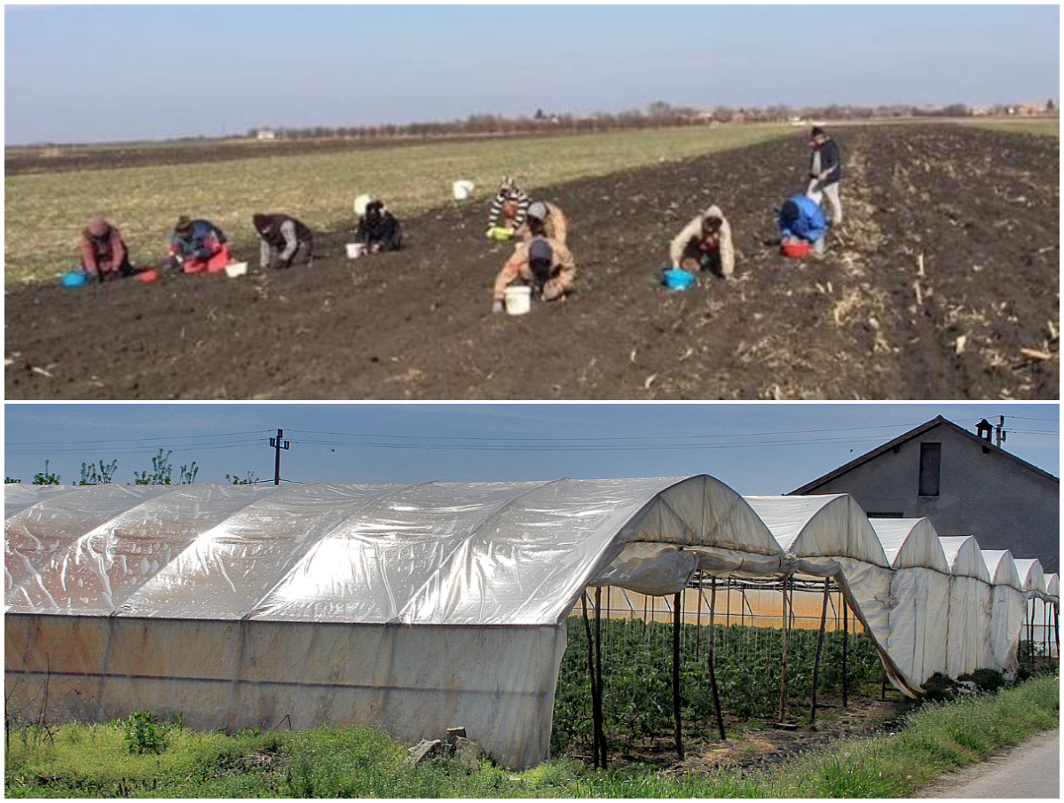 СЕТВА У СРБИЈИ КРЕНУЛА, АЛИ НЕЧЕГА НАМ ХРОНИЧНО ФАЛИ Да је више ...