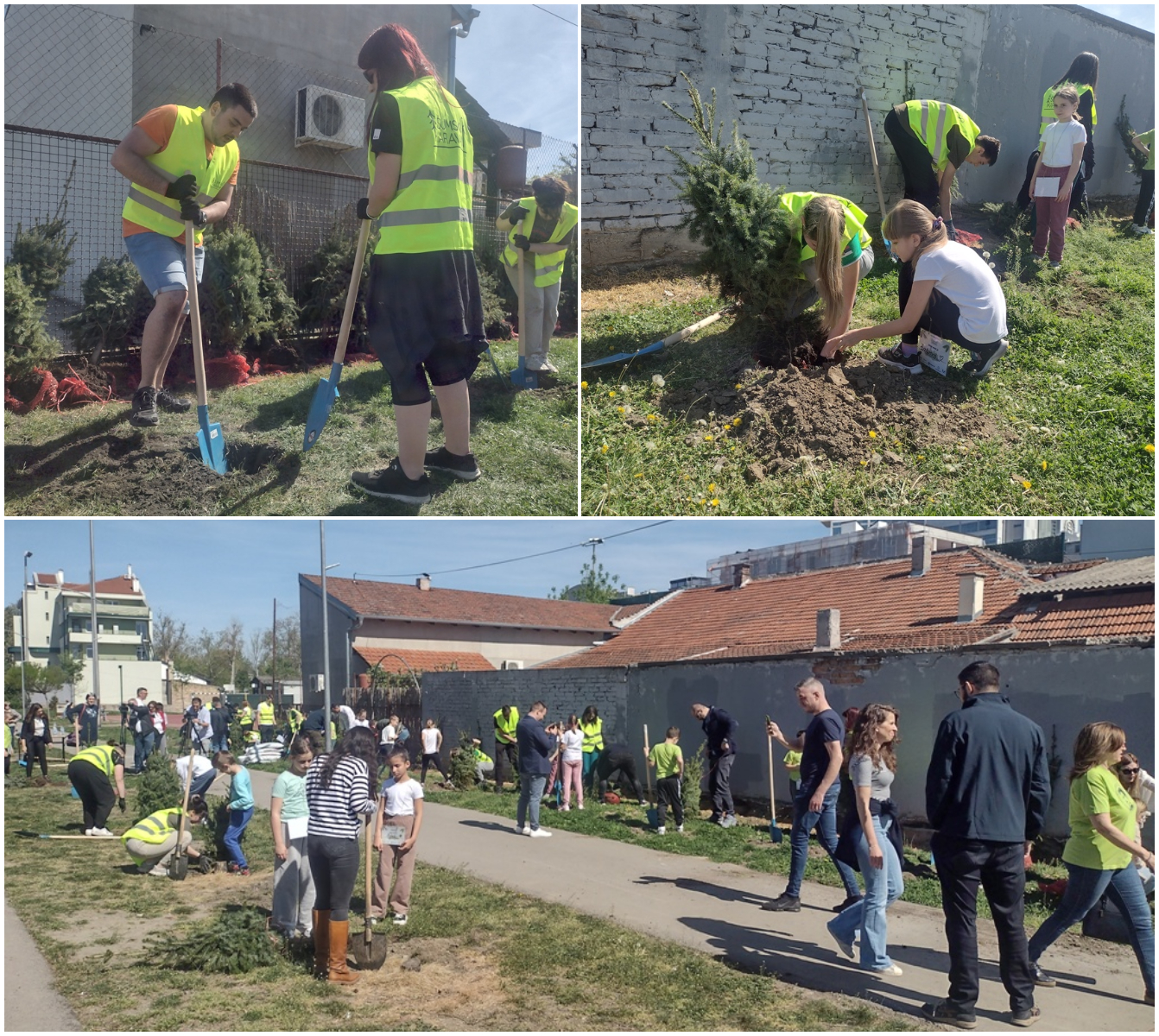 ПОСАЂЕНО 30 ПАНЧИЋЕВИХ ОМОРИКА У ОШ „НИКОЛА ТЕСЛА” Развијање еколошке ...