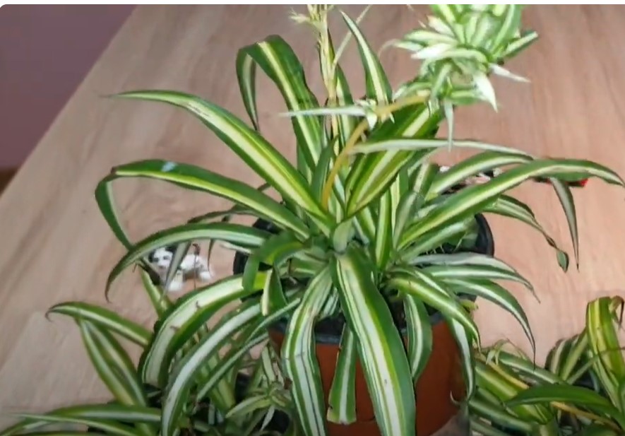 "ПАУК" КОЈЕГ ЋЕТЕ ВОЛЕТИ: ОВА БИЉКА НЕУТРАЛИШЕ ДУВАНСКИ ДИМ ЗА 6 САТИ ...