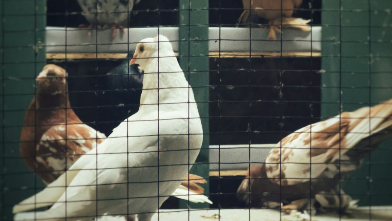 Predstoje tri dana Sajma peradarstva u Somboru. Za najmlađe karte ...