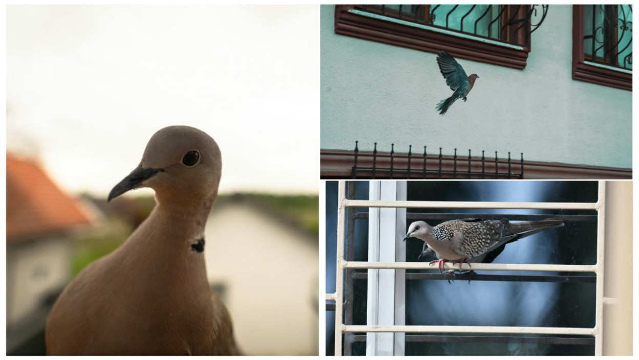 Ako vam ptice stalno sleću na terasu ili prozor nose vam jasnu poruku ...
