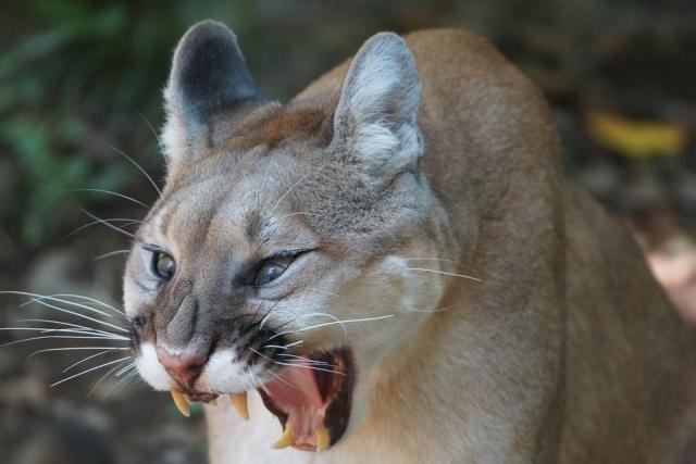 Odbеgla puma viđеna u Pomurju | Dnevnik