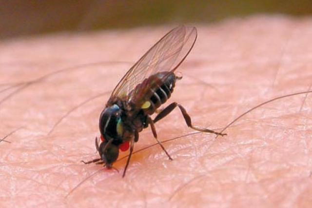 НИЈЕ ЗАРАЗНО, АЛИ ПЕЧЕ Болан ујед бубе клинтонке | Dnevnik