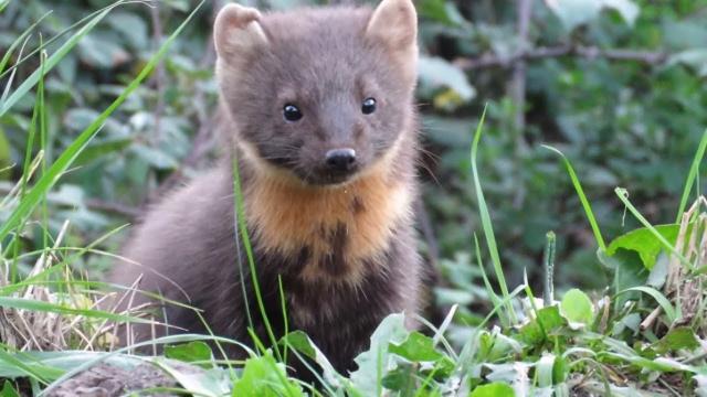 Коронавирус откривен на две фарме куна у Грчкој | Dnevnik