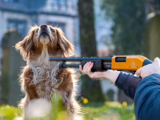 Horor na Zlataru: Iz puške upucao psa naočigled prolaznika, policija odmah izašla na teren ...