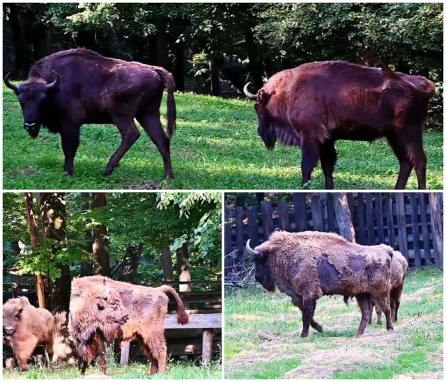 (Video/foto) lepe vesti sa fruške gore; Bizon Đuka dobio naslednike ...