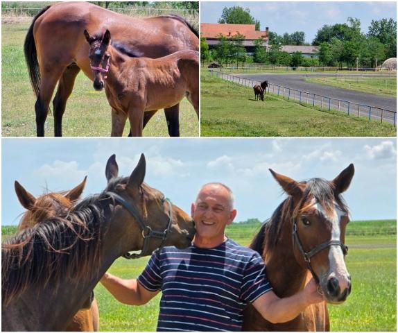 (Foto) entuzijazmom se drži sportsko konjarstvo u despotovu u svetu je ...